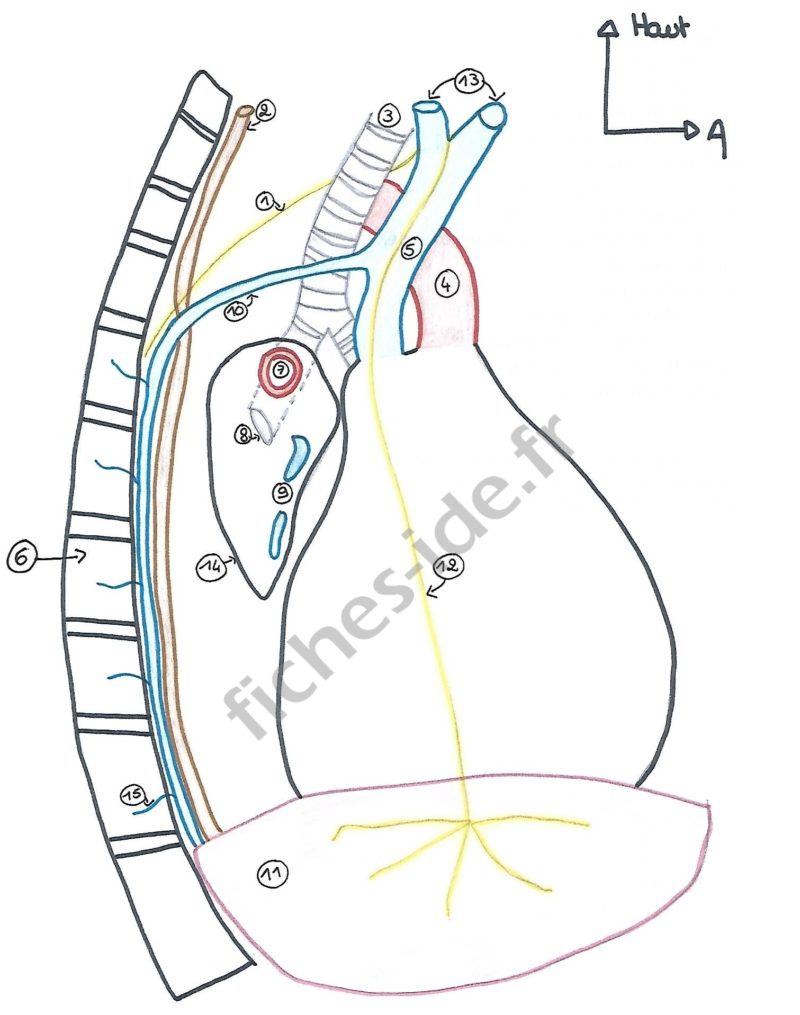 6. Pédicule pulmonaire droit - Fiches IDE
