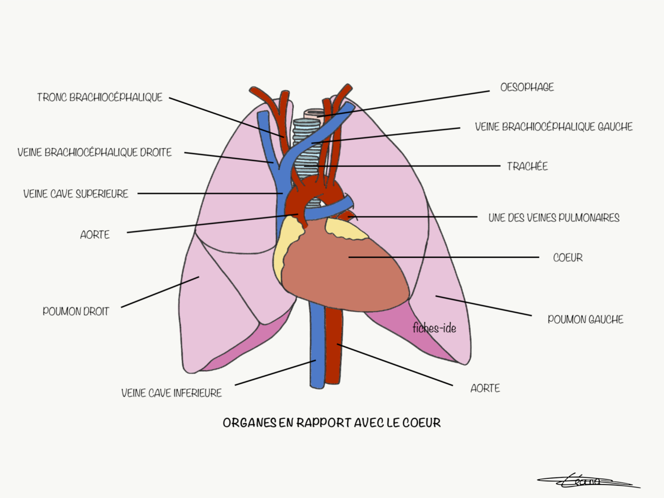 Organes en rapport avec le coeur - Fiches IDE Organes en rapport avec le coeur - Fiches IDE