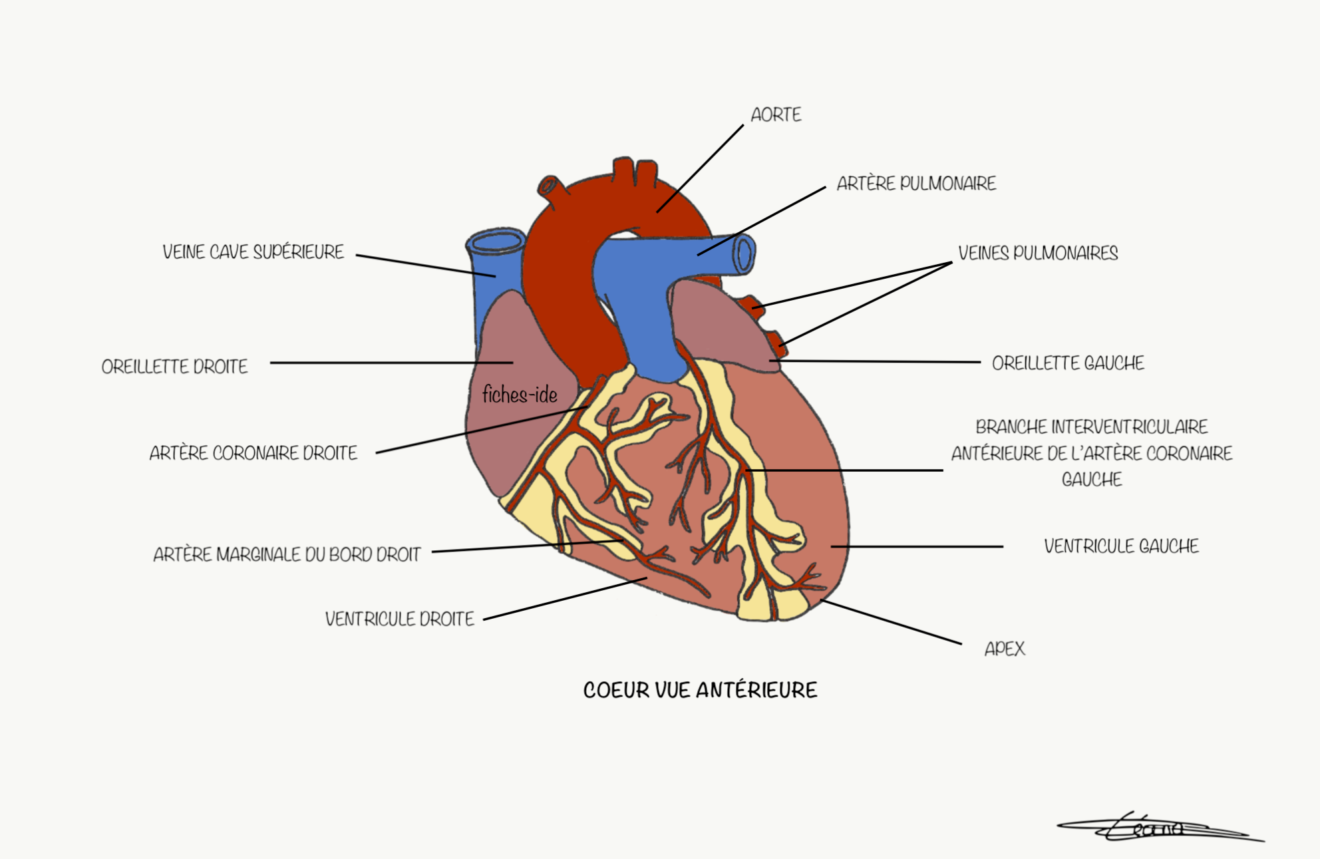Coeur : vue antérieure - Fiches IDE