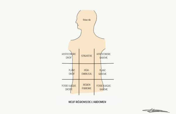 Neuf régions de l’abdomen - Fiches IDE