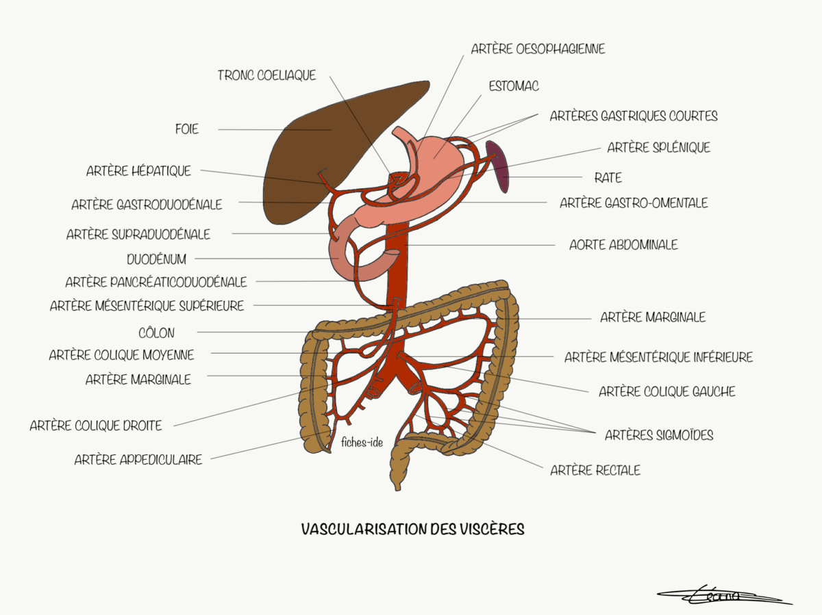 Vascularisation des viscères - Fiches IDE