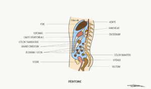 Péritoine - Fiches IDE