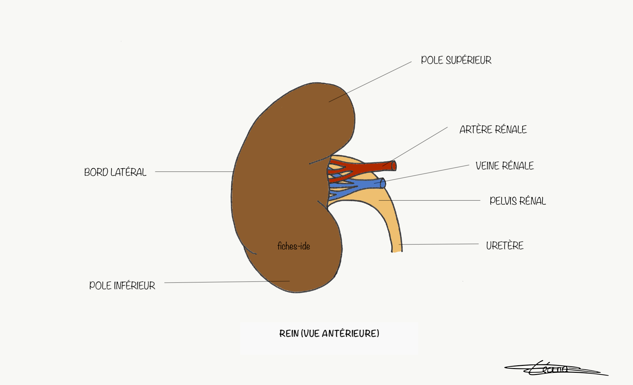 Rein : vue antérieure - Fiches IDE