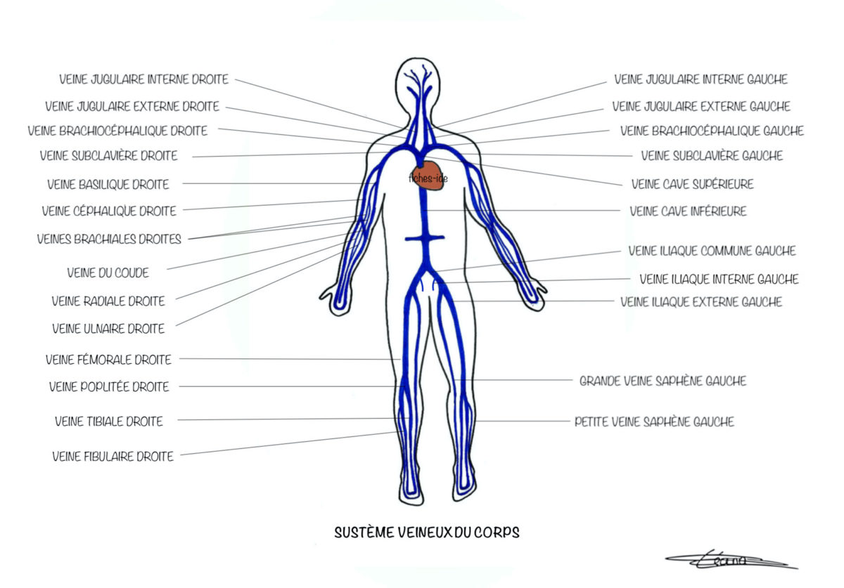 Système veineux du corps - Fiches IDE