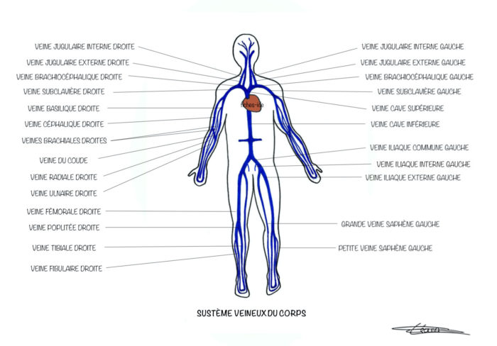 Système veineux du corps - Fiches IDE