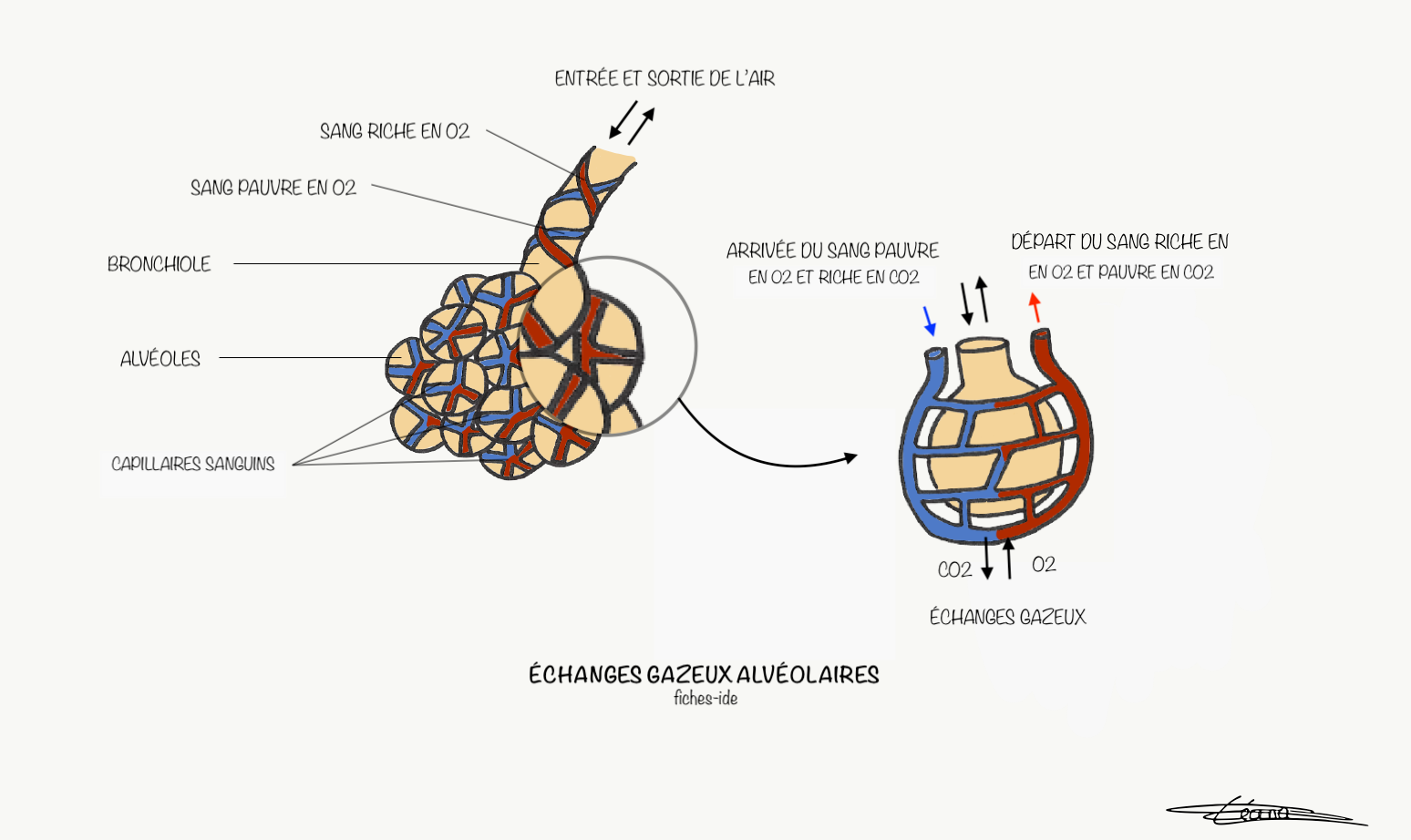 Échanges gazeux alvéolaires - Fiches IDE