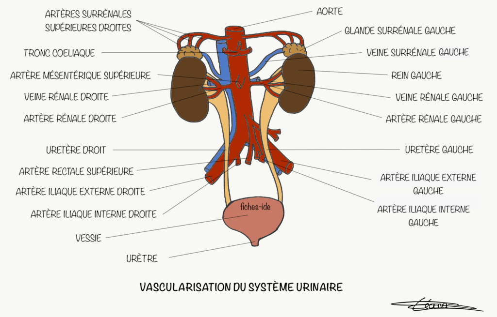 Vascularisation du système urinaire - Fiches IDE