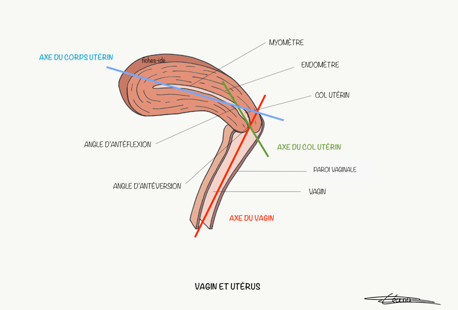 Vagin et utérus - Fiches IDE
