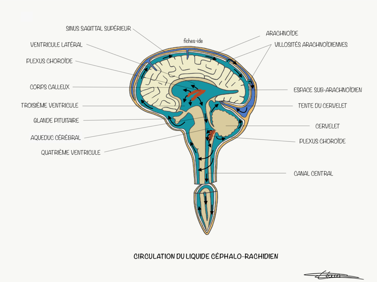 Circulation du liquide céphalo-rachidien - Fiches IDE
