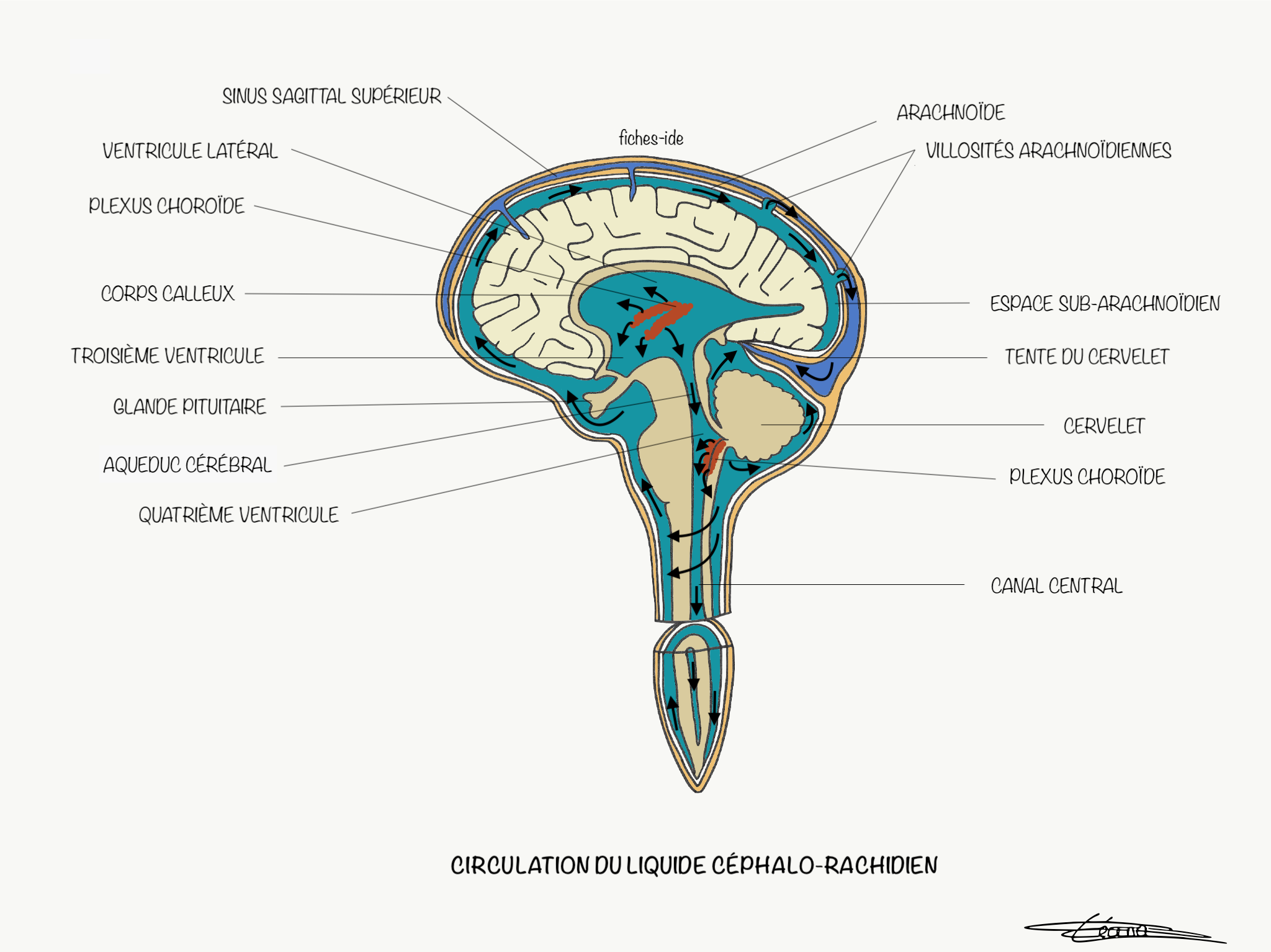 Circulation du liquide céphalo-rachidien - Fiches IDE