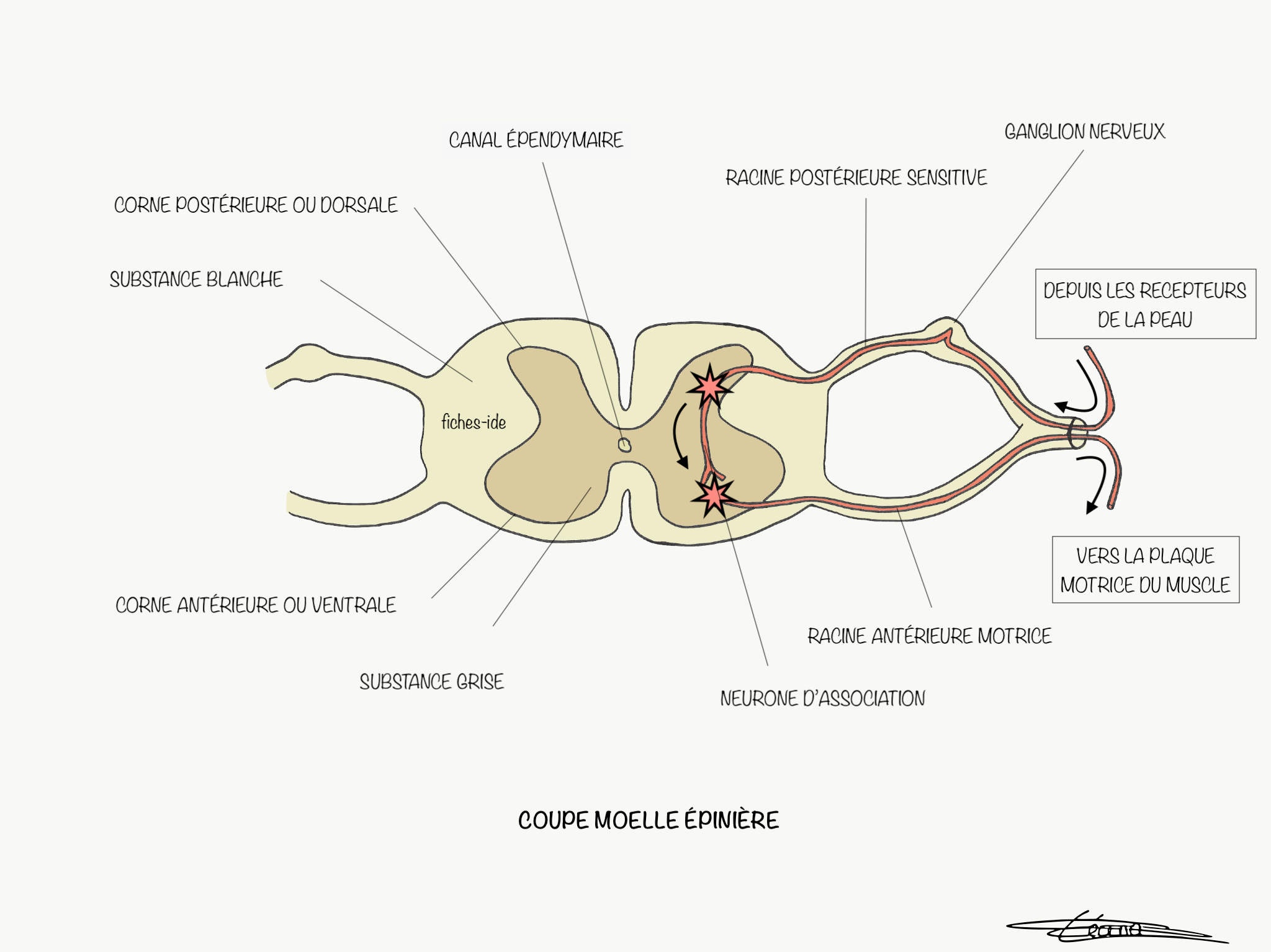 Coupe moelle épinière - Fiches IDE