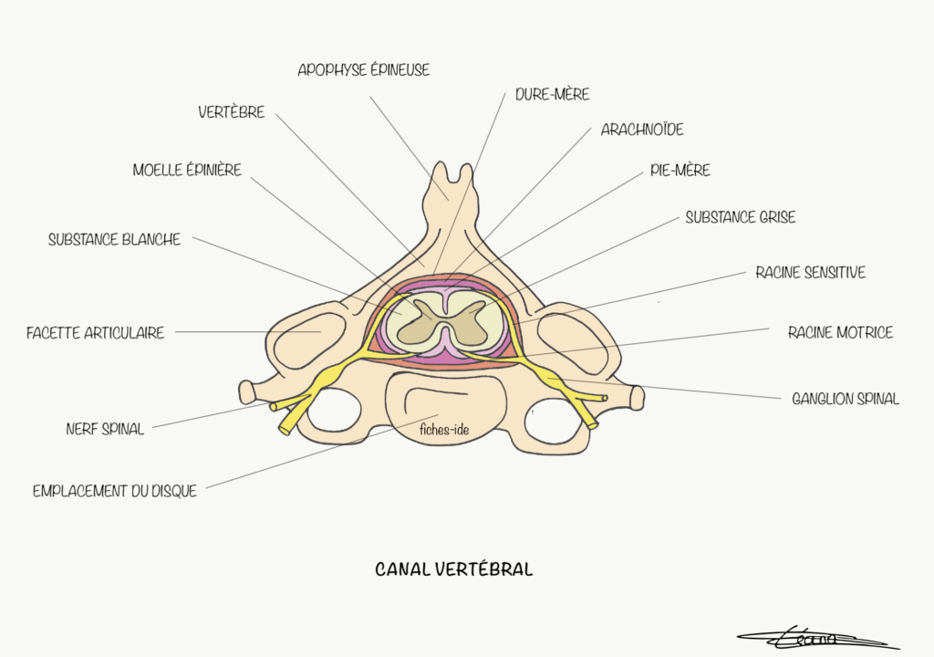 Canal vertébral - Fiches IDE