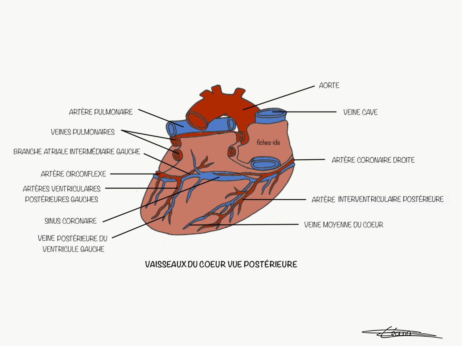 7. Vaisseaux du coeur vue postérieure 3 - Fiches IDE