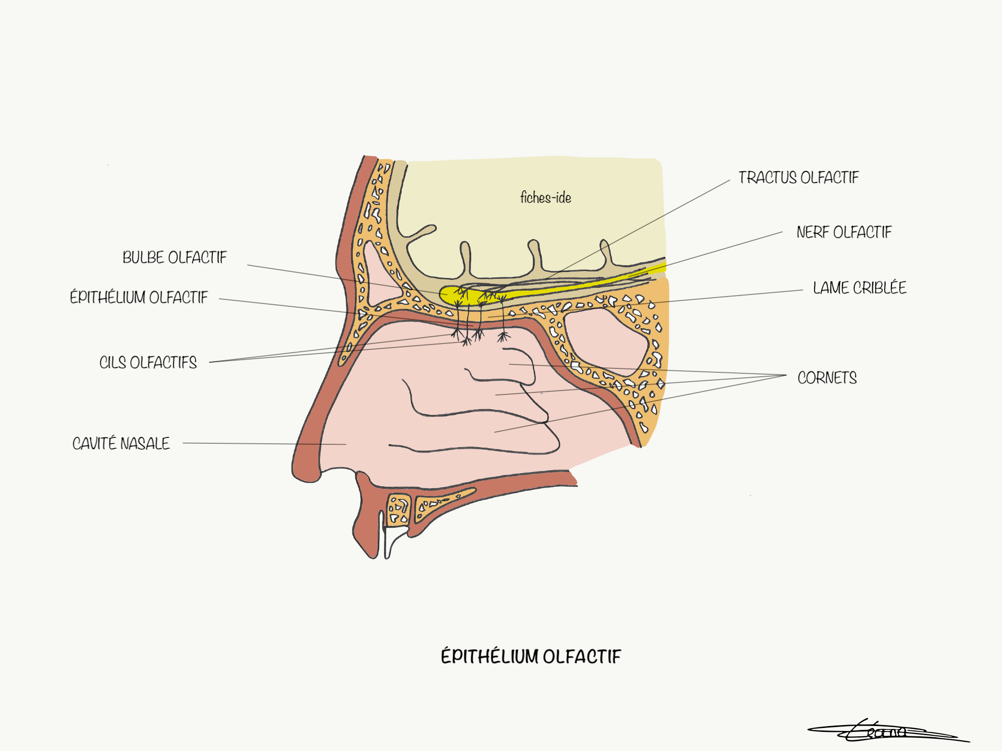 Épithélium olfactif - Fiches IDE