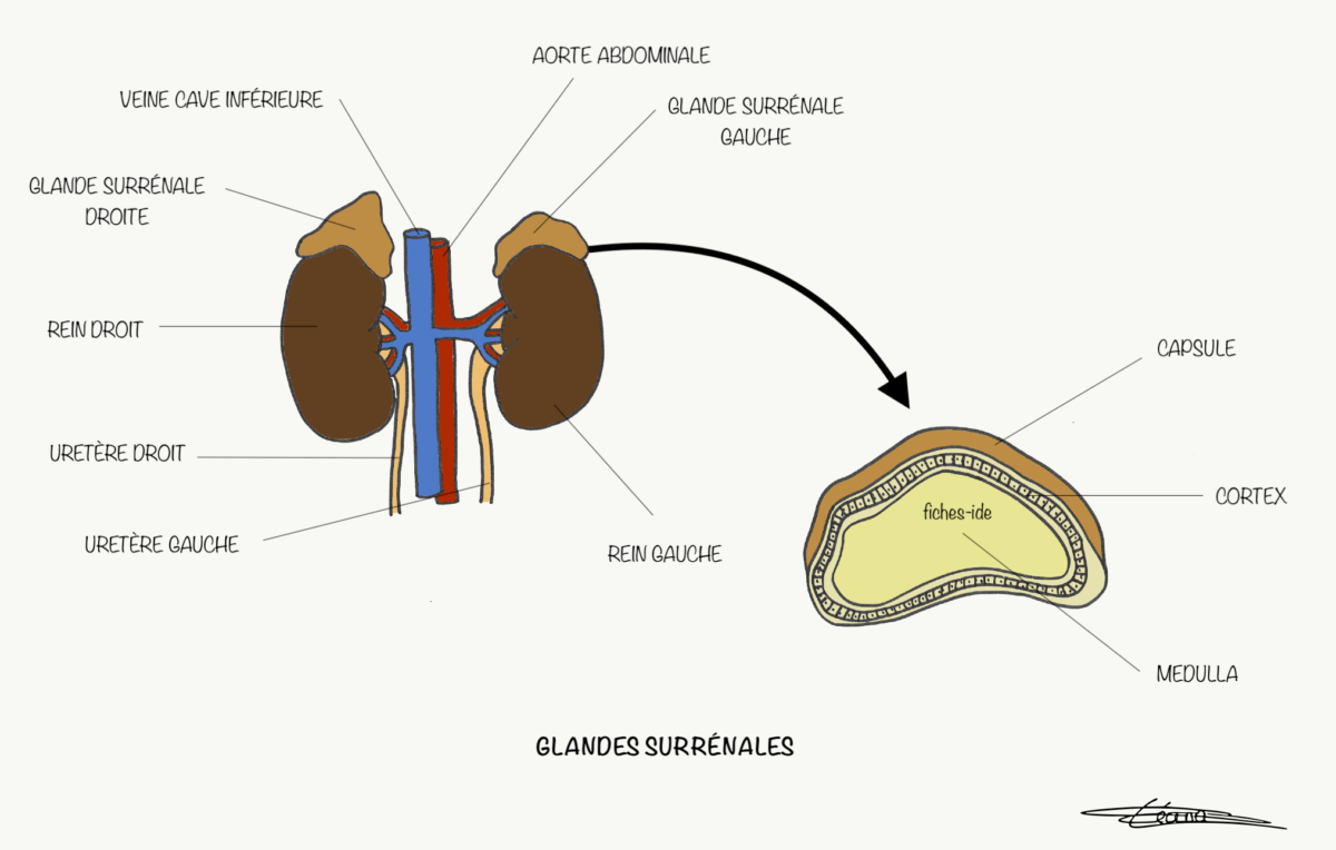 Glandes surrénales - Fiches IDE