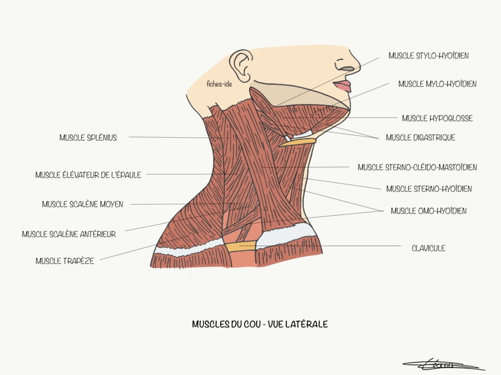 Muscles du cou vue latérale - Fiches IDE