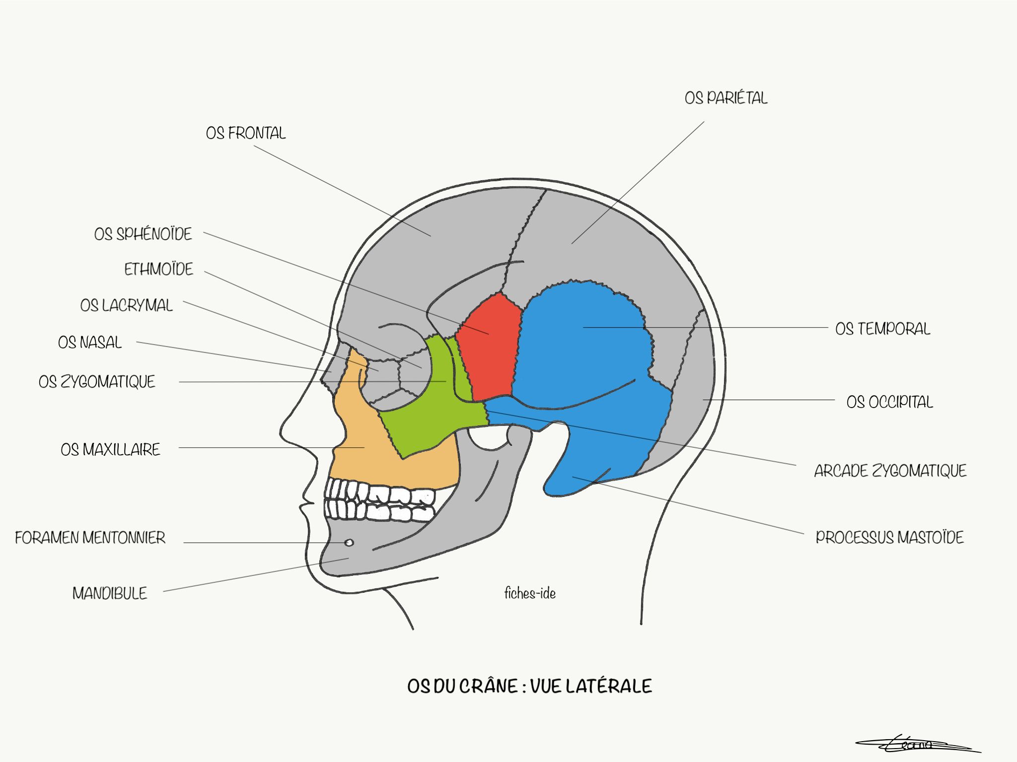 Os du crâne : vue latérale - Fiches IDE