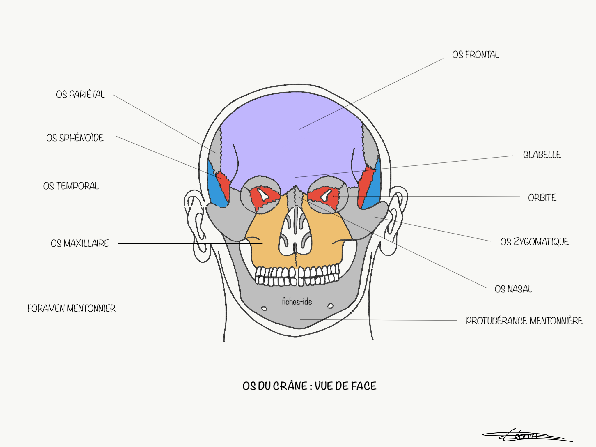 Os du crâne : vue de face - Fiches IDE