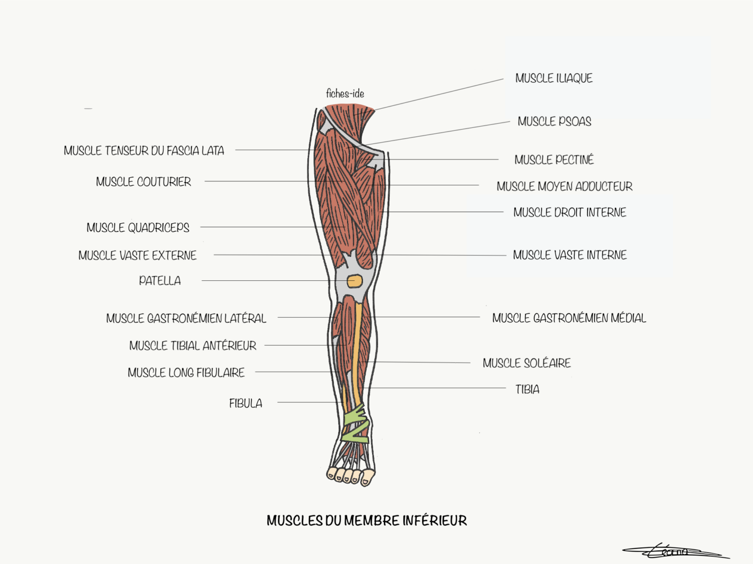 Muscles du membre inférieur - Fiches IDE