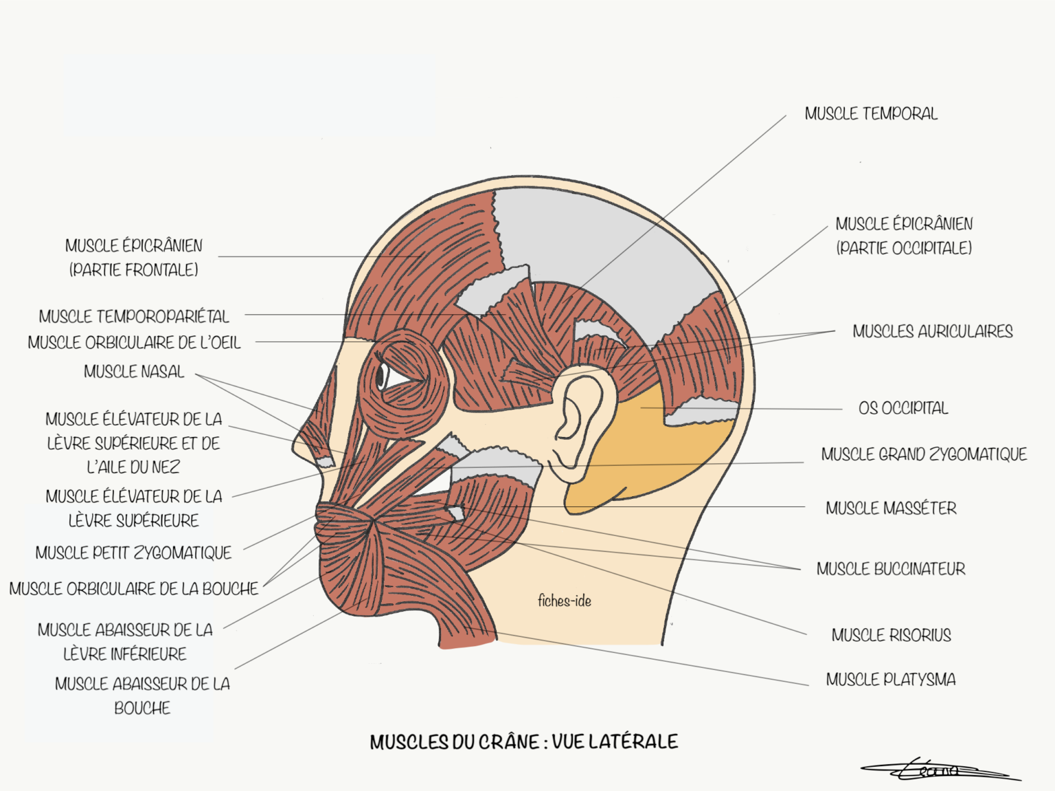 Muscles du crâne vue latérale - Fiches IDE