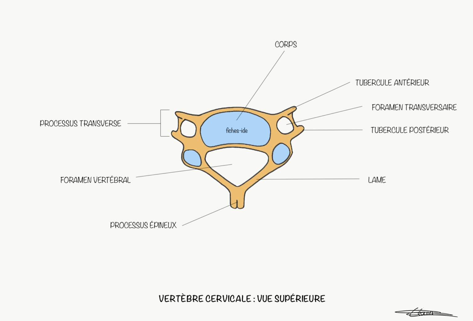 Vertèbre cervicale vue supérieure - Fiches IDE