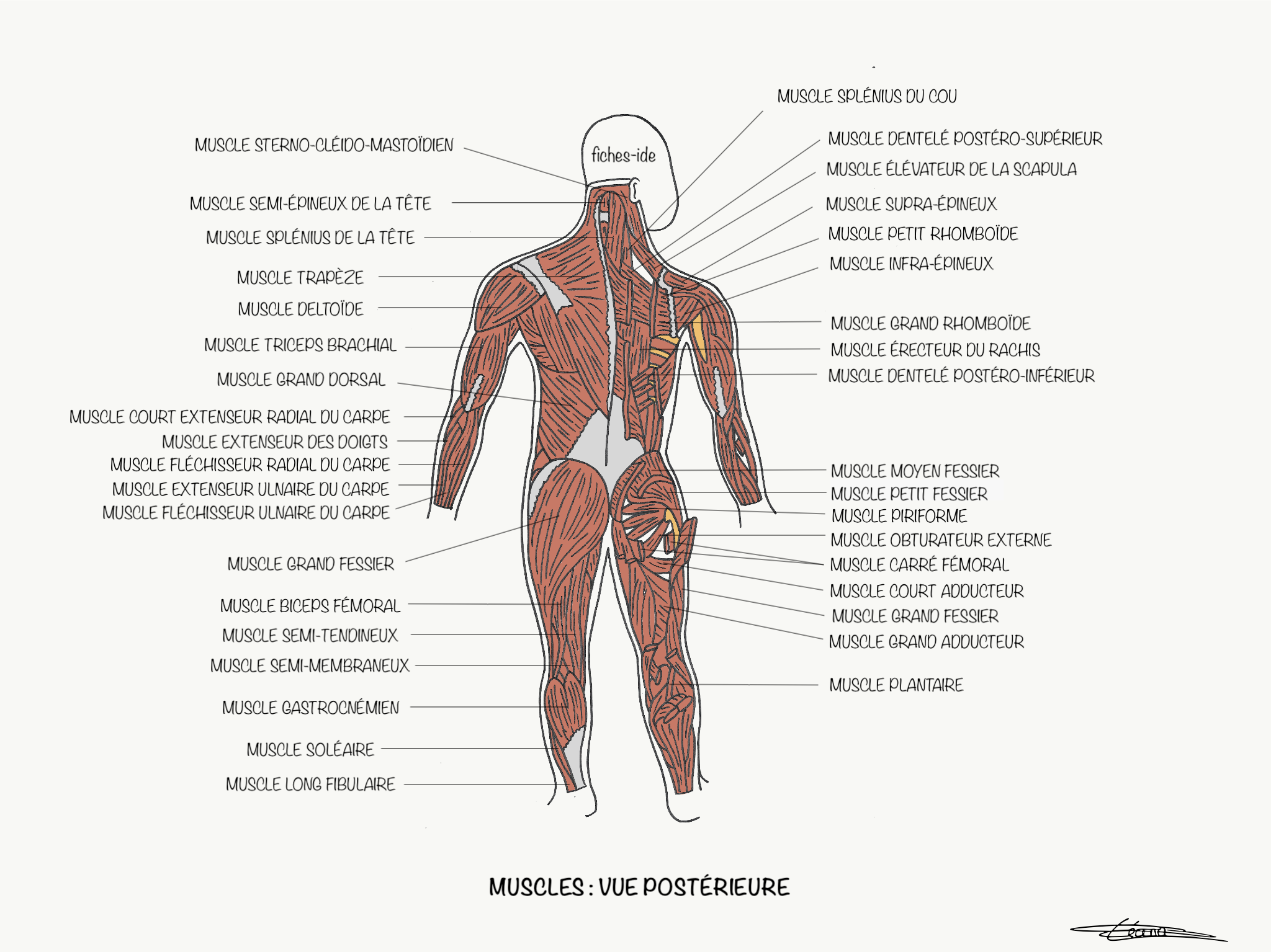 Muscles vue postérieure - Fiches IDE