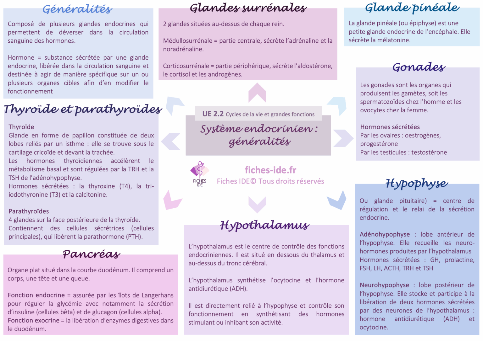 Schéma - Système endocrinien généralités - Fiches IDE